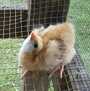 Poultry Feed and Health Guide - Backyard Poultry